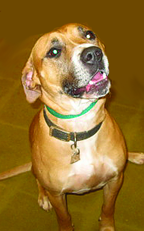 Adoptable Pet of the Week ::: Jessup – The GRIP