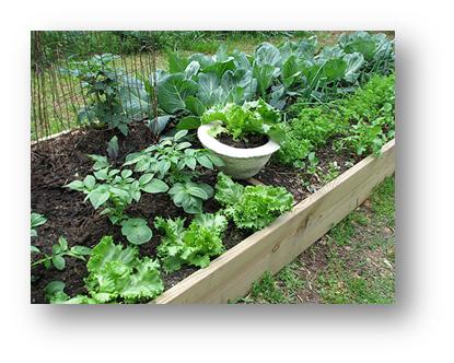 Home Grown Gardening Series – The GRIP