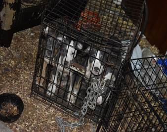 GPD: Griffin man facing 16 counts of aggravated animal cruelty in ...